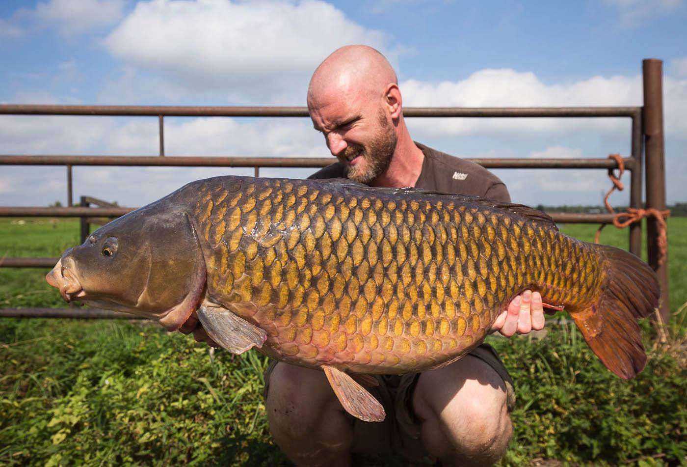 Hollandse oppervlakte buffels – Rick Bongers – KWO