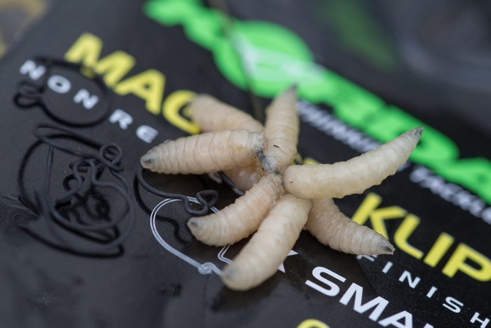 Master Maggots – Tips van Darrell Peck voor het vissen met maden! – KWO