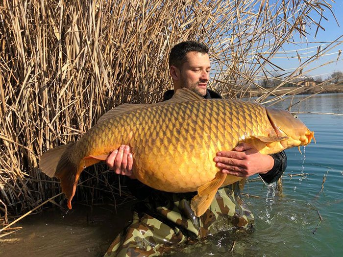 34,5 kilo MONSTER: Is dit de snelst groeiende karper aller tijden? – KWO