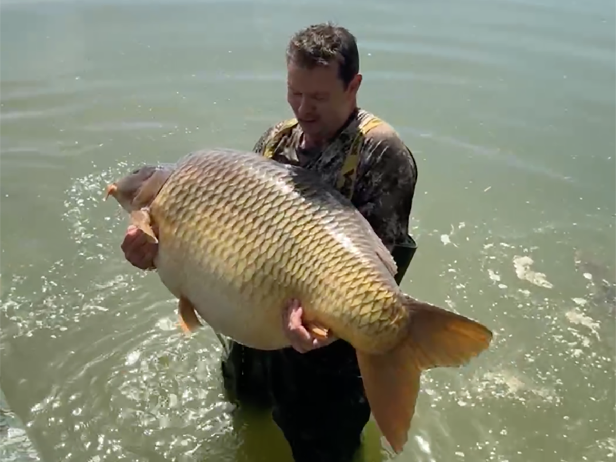 BREAKING: nieuw WERELDRECORD schubkarper 47,8kg op Euro Aqua – KWO